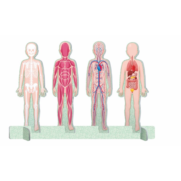 Atlas Anatomy Human Body Mcminn And Abrahams Clinical Atlas Of Human