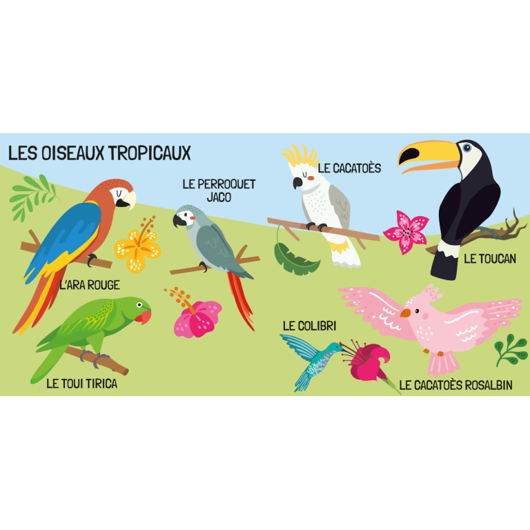 Q-box. Le monde des oiseaux